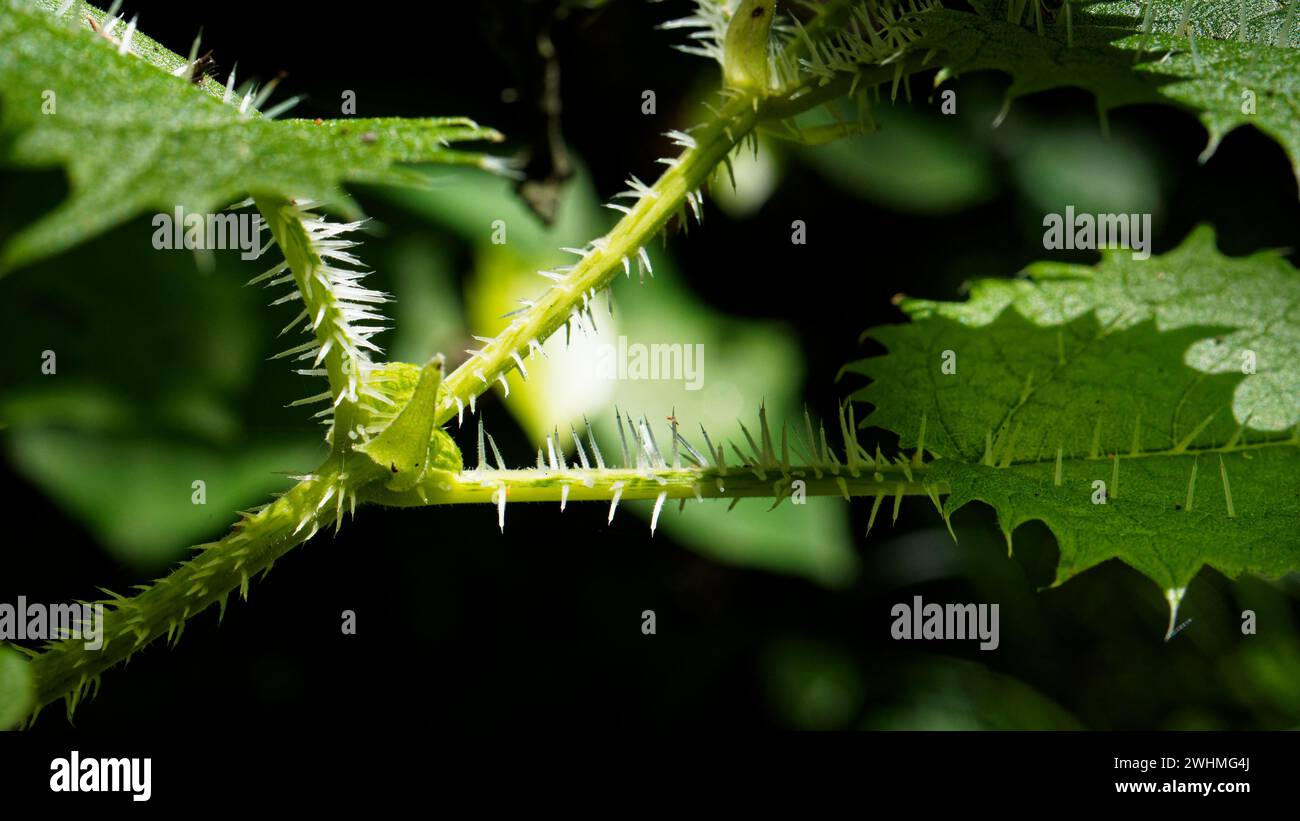 The New Zealand stinging nettle, Māori name ongaonga, looks vicious and ...