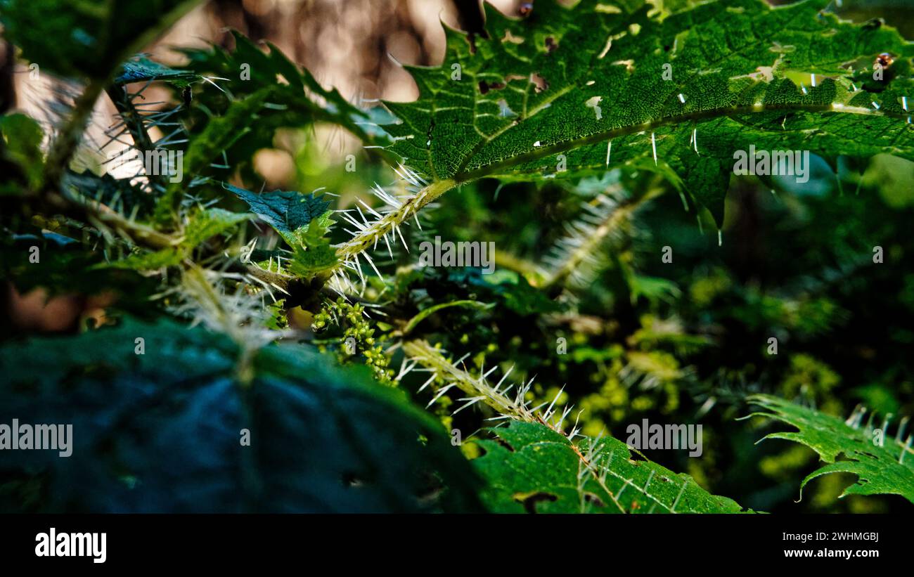 The New Zealand stinging nettle, Māori name ongaonga, looks vicious and ...