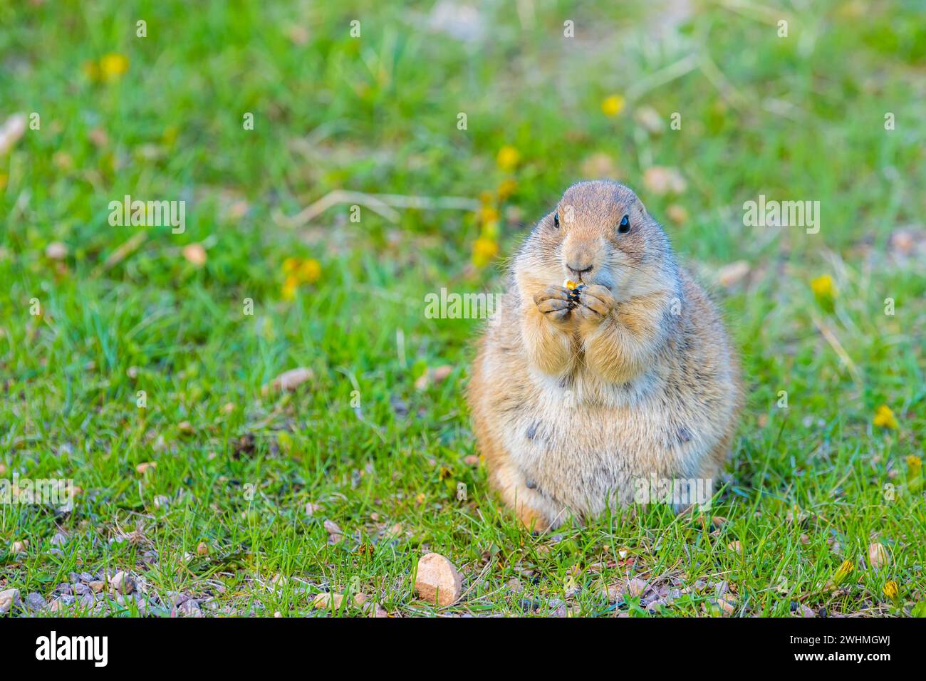 Prairie Dogs in Custer State Park, South Dakota Stock Photo - Alamy