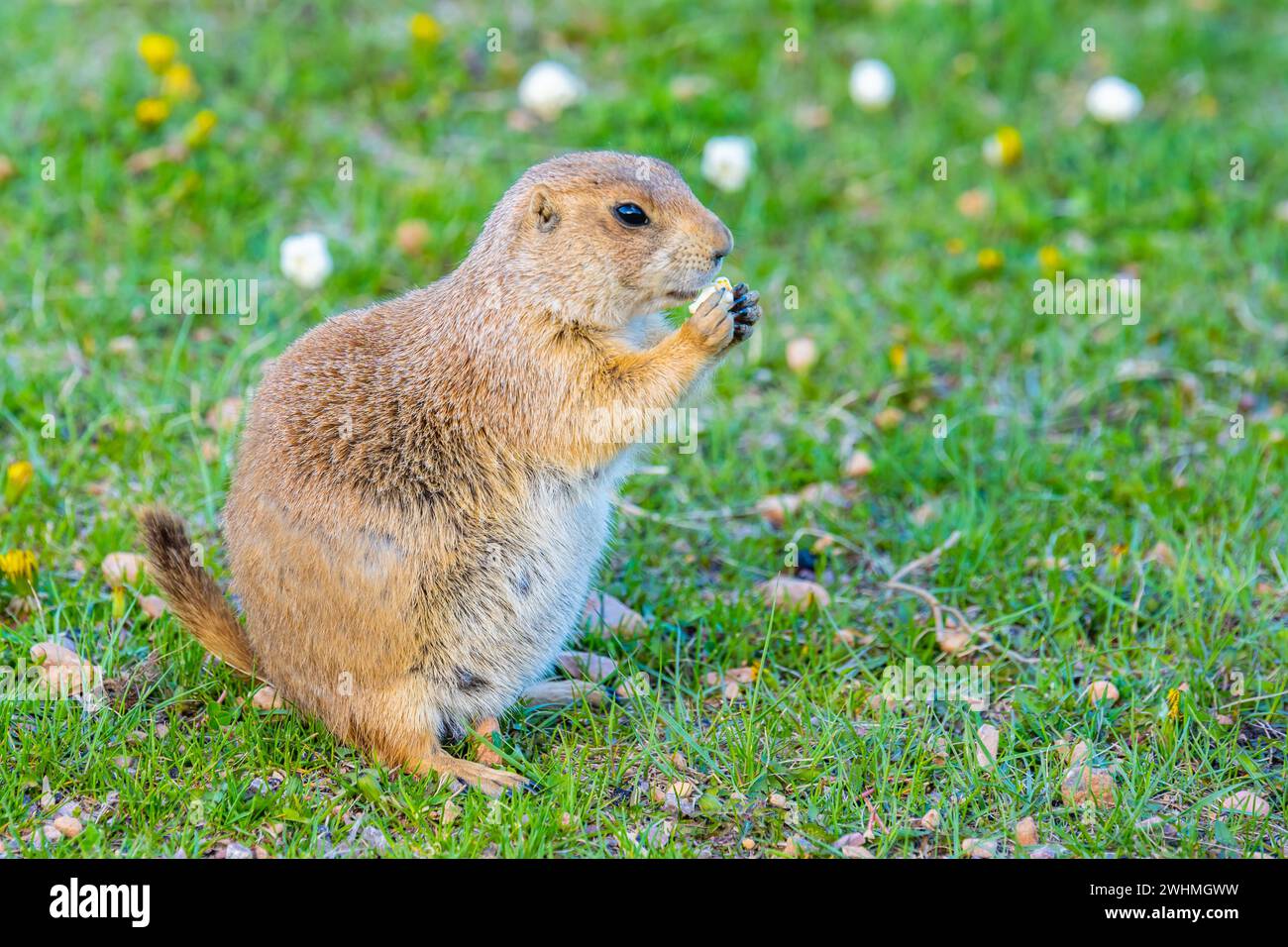 Little herbivorous burrowing rodents in the grassland of the preserve ...