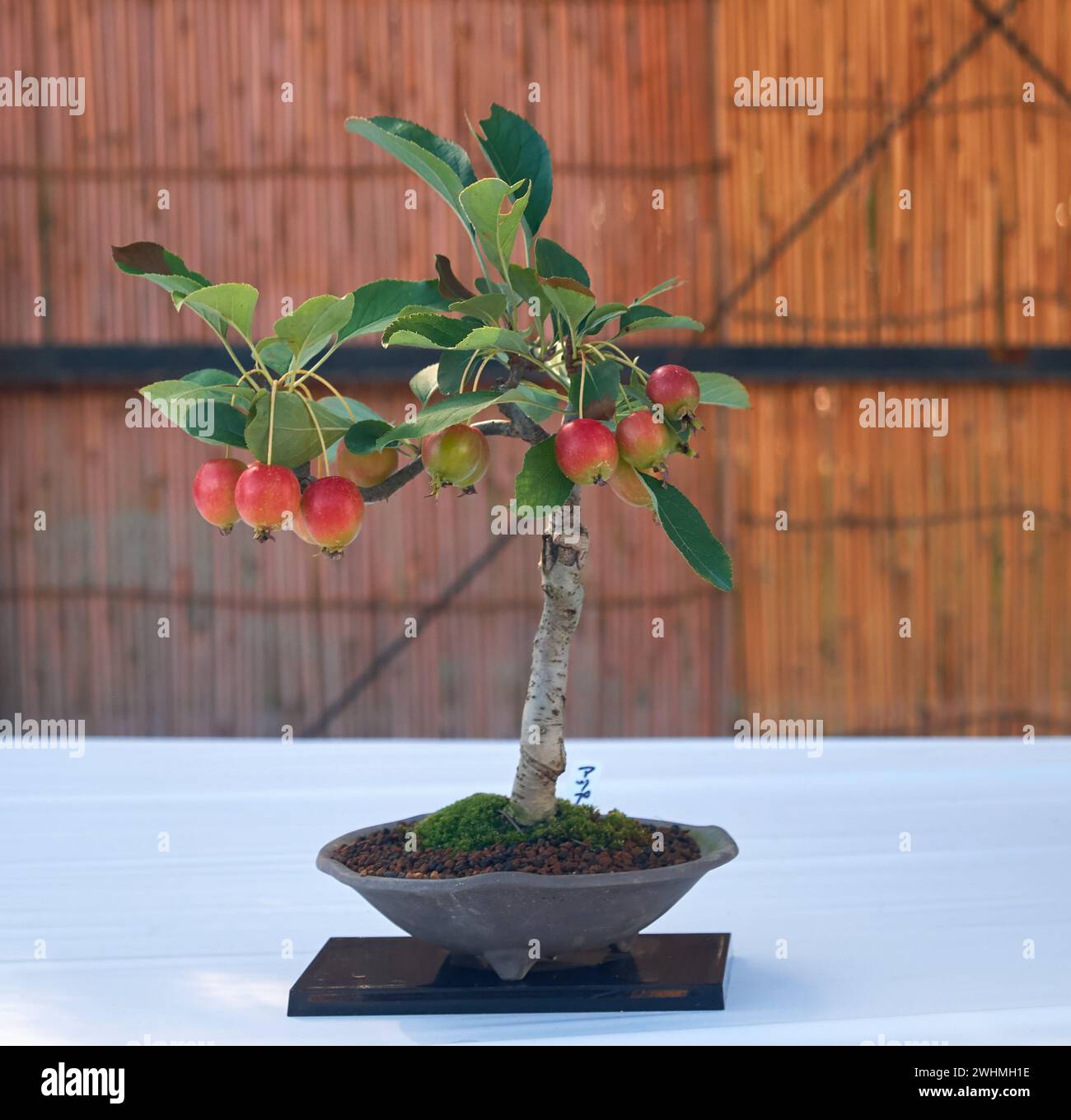 Apple bonsai tree at Nagoya Castle Bonsai Show. Nagoya. Japan Stock ...
