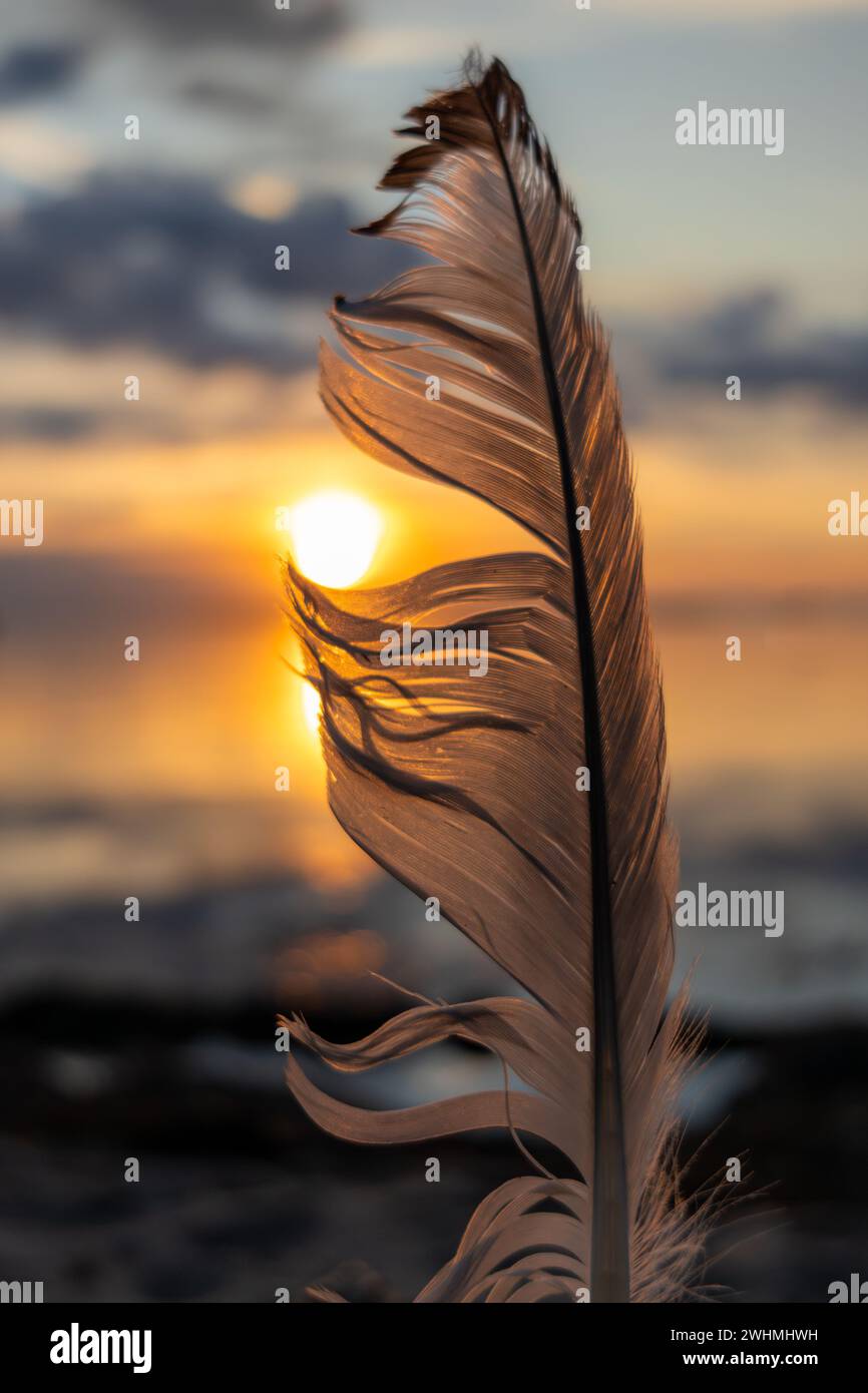 Feather in the sunset Bird feather Stock Photo - Alamy