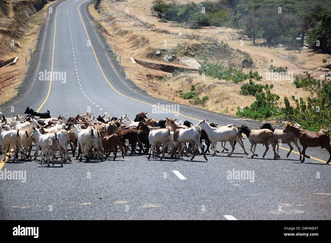 Gaots in a very barren, desert-like landscape at Lake Natron in ...