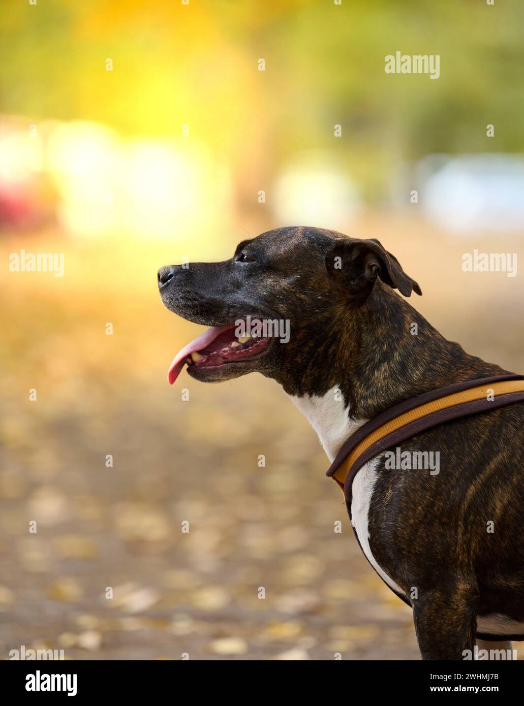 Adult brown American Pit Bull Terrier stands in an autumn park and ...