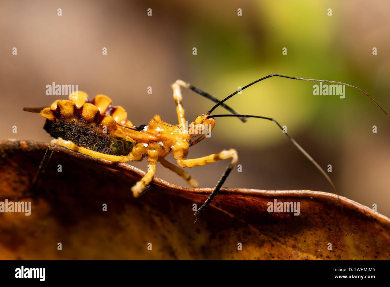 Assassin bugs, The Reduviidae sp., Analamazaotra National Park ...