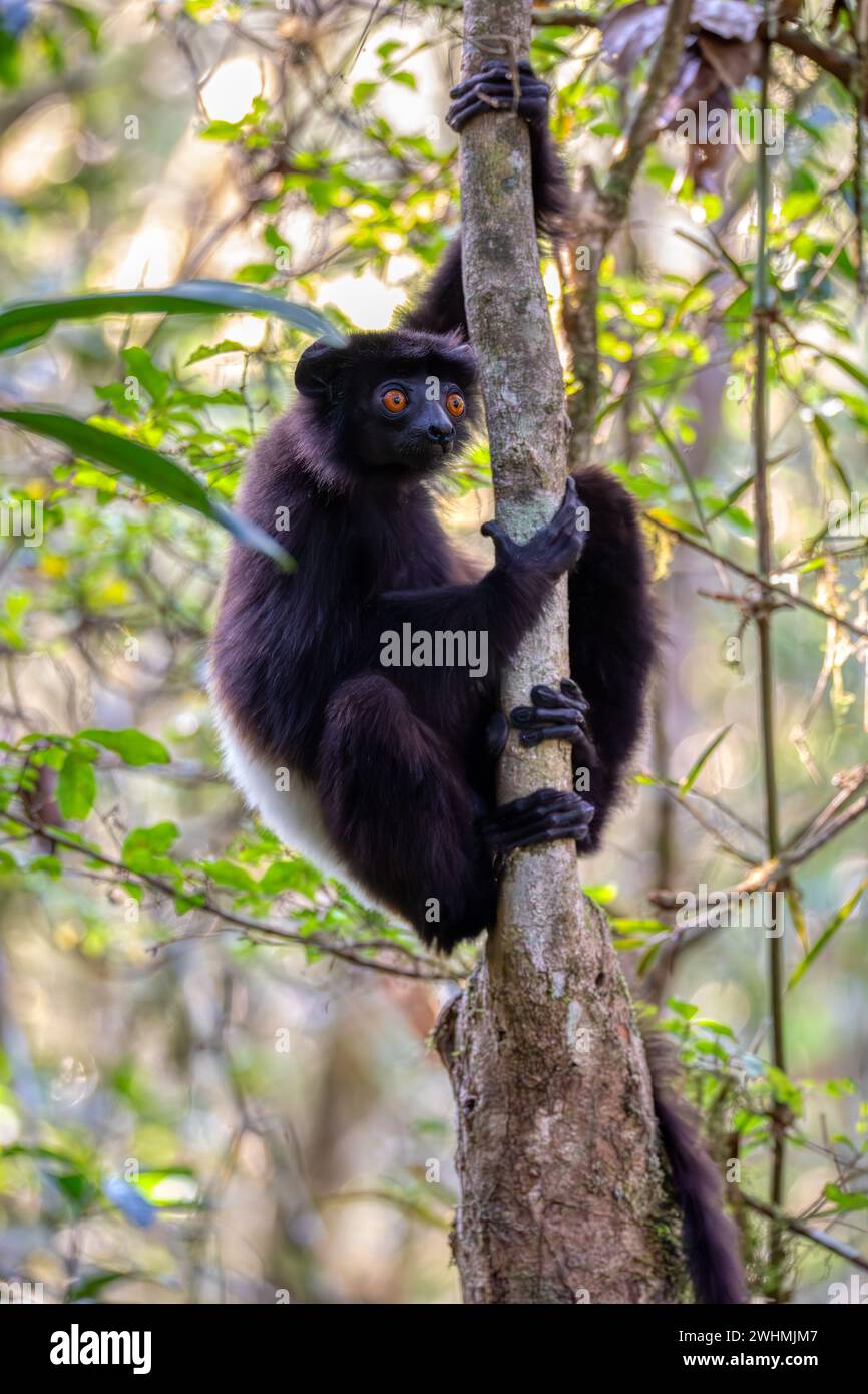 Simpona hi-res stock photography and images - Alamy