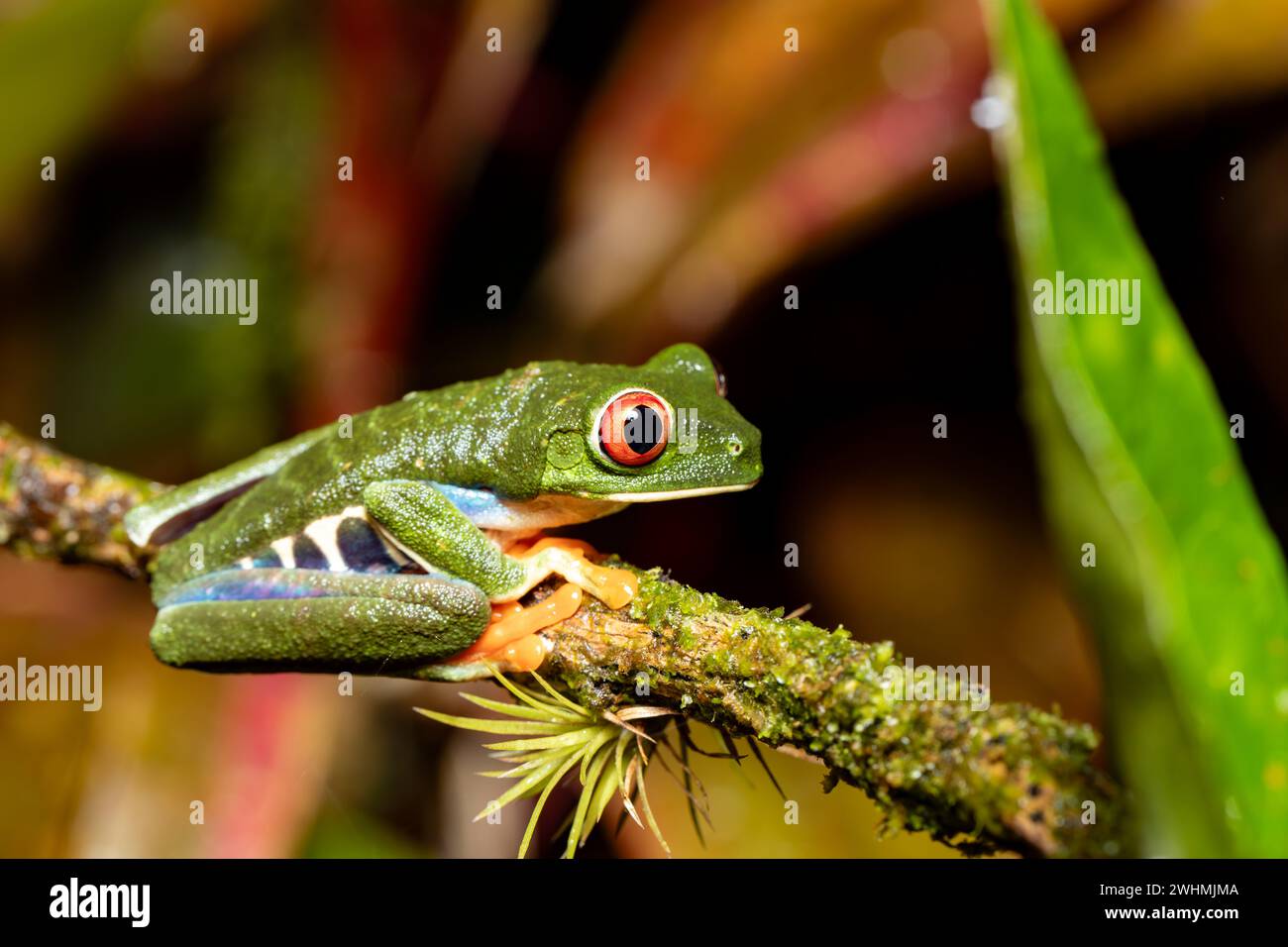Red-eyed tree frog, Agalychnis callidryas, Cano Negro, Costa Rica ...