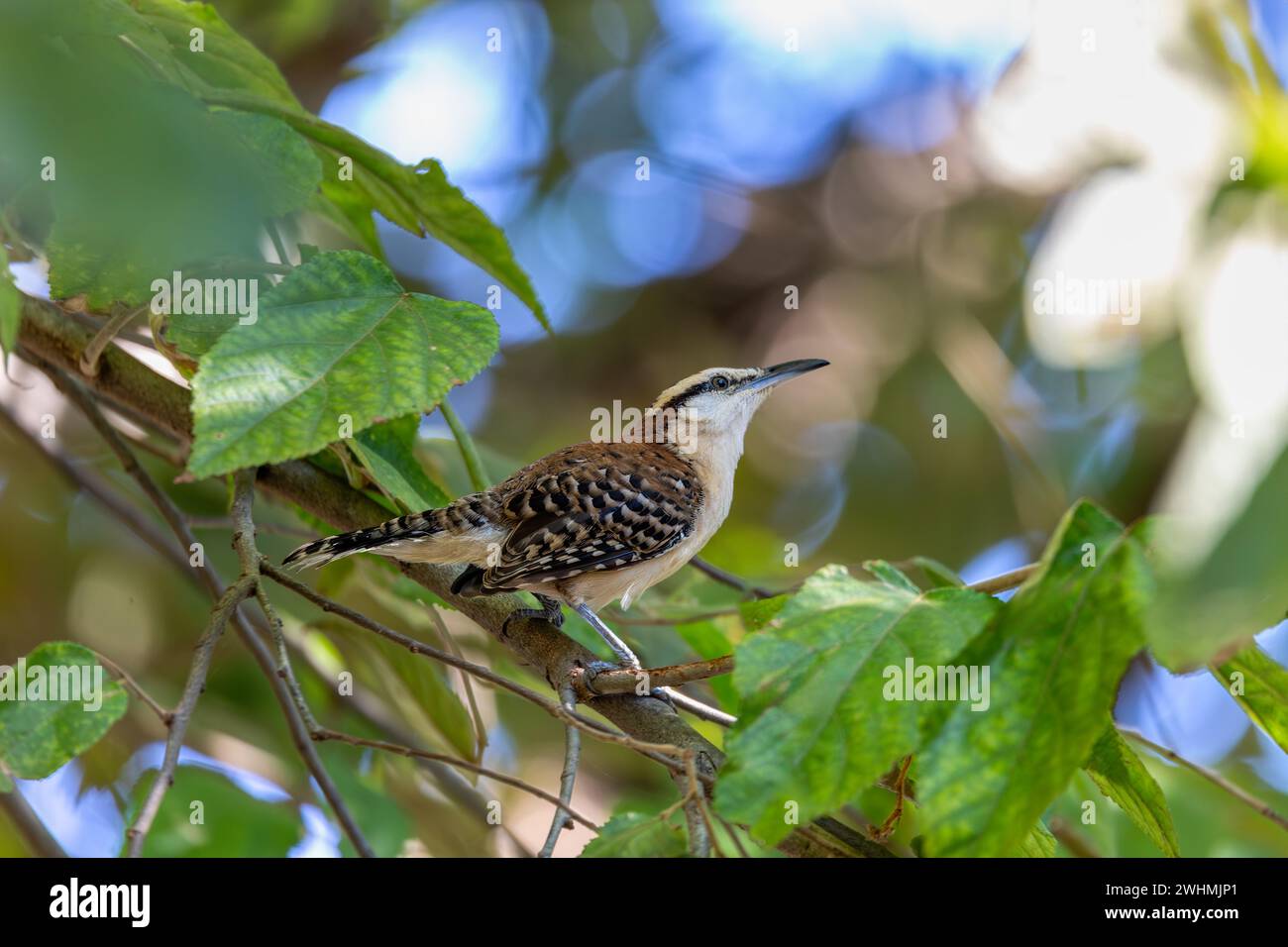 Rufous-backed wren, Campylorhynchus capistratus. Ocotal beach, Coco ...