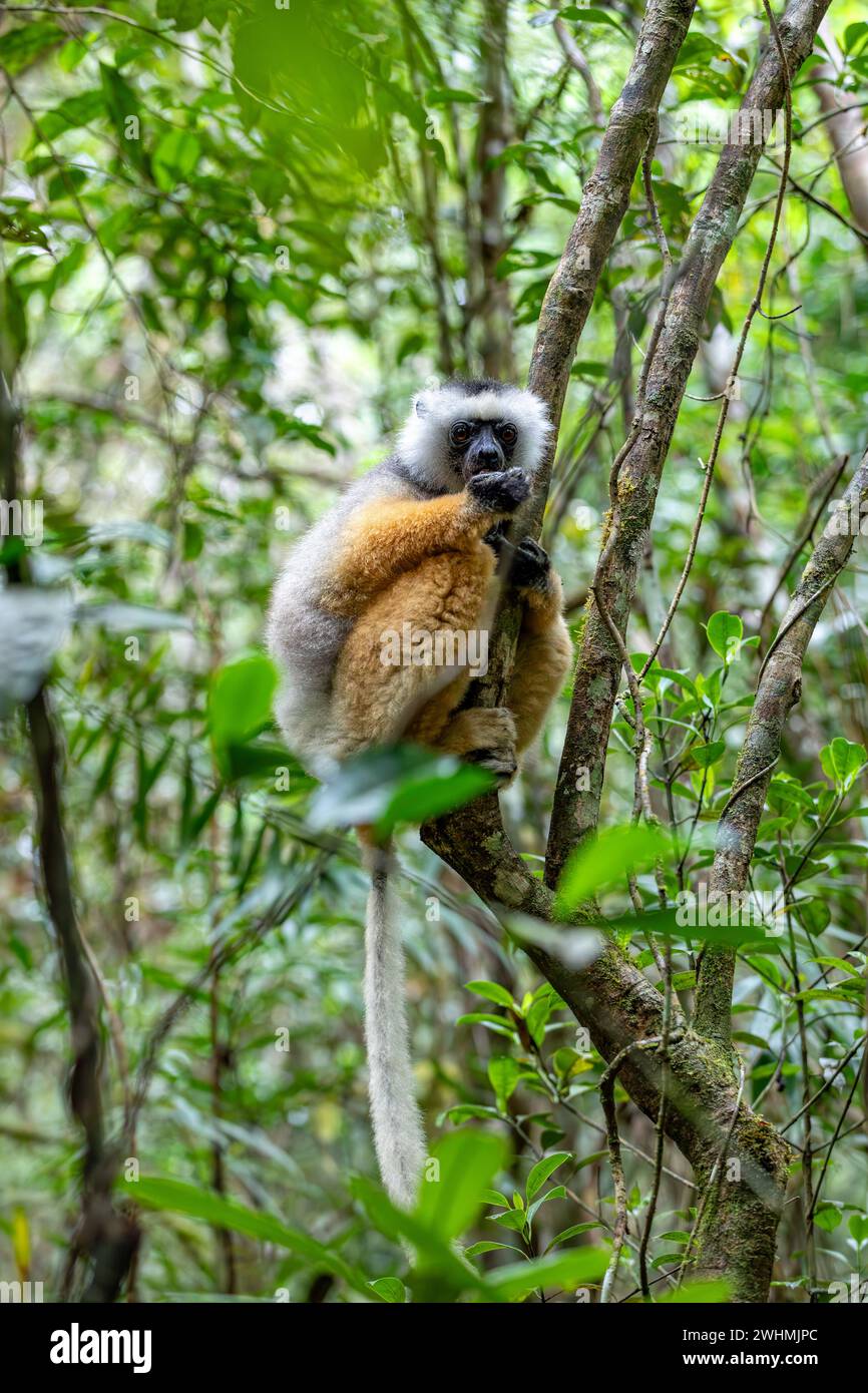 Lemur Diademed Sifaka, Propithecus diadema, Madagascar wildlife Stock ...