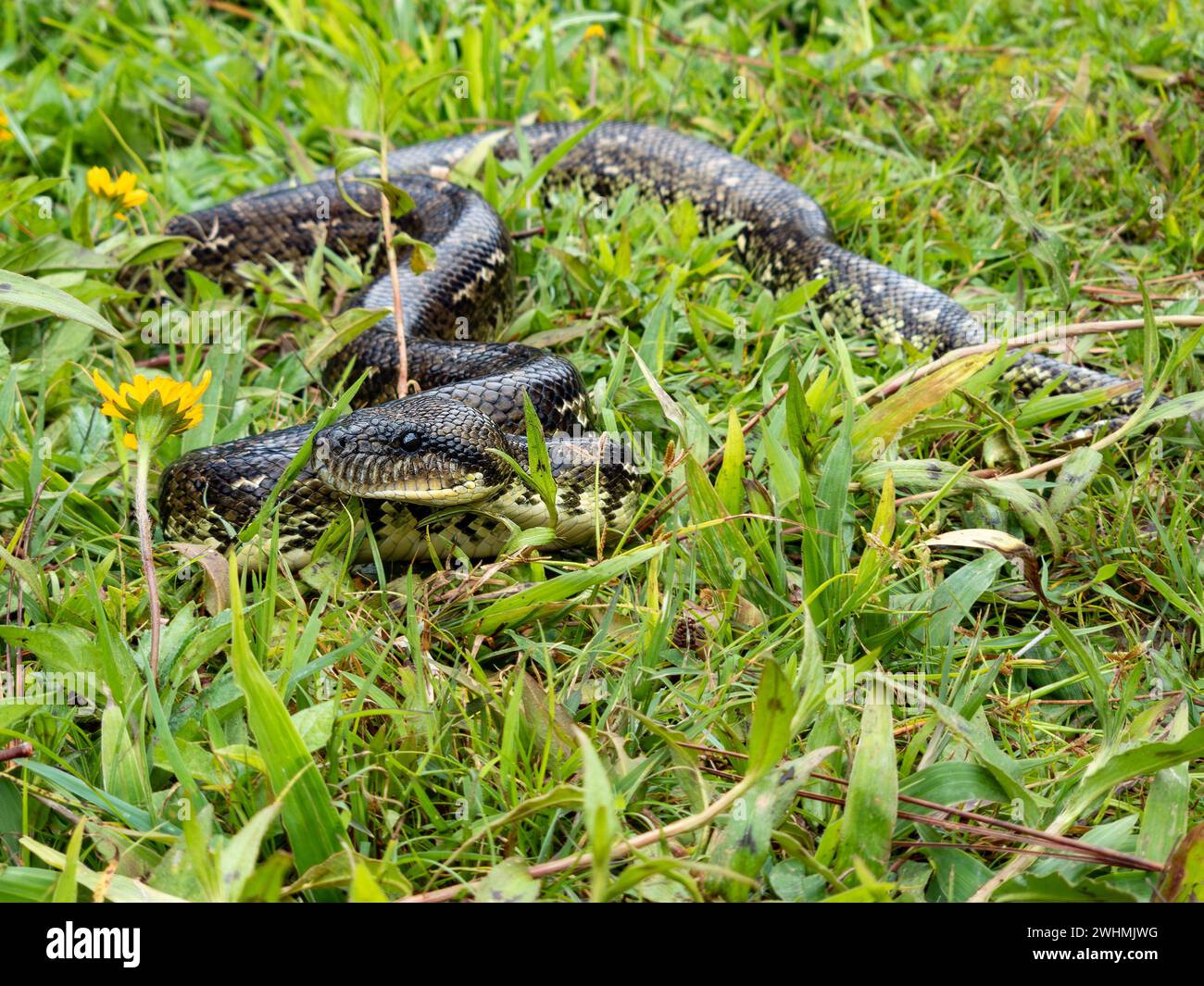 Malagasy Tree Boa, snake Sanzinia Madagascariensis, Analamazaotra ...