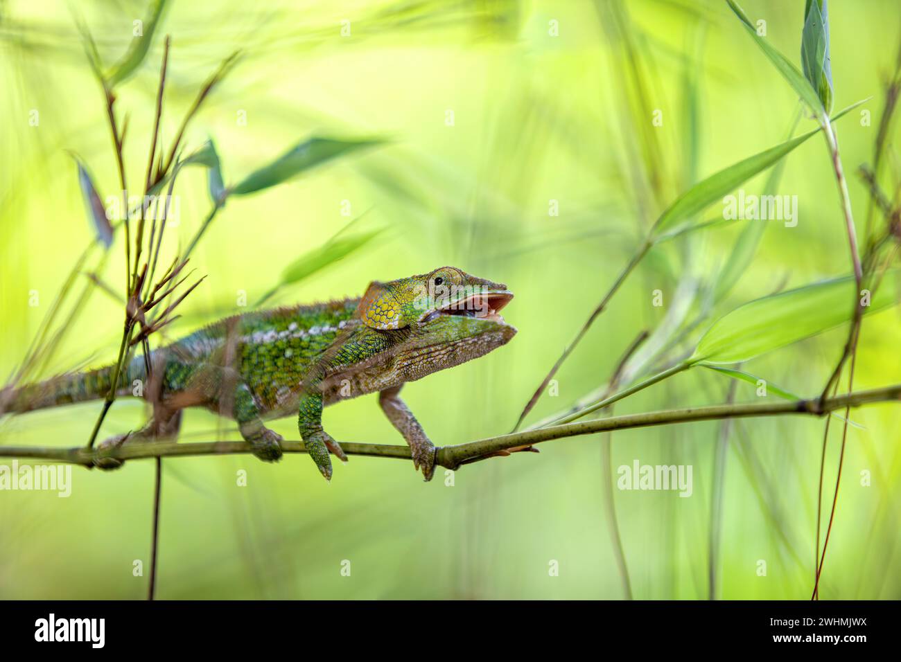 Short-horned chameleon, Calumma brevicorne, Andasibe-Mantadia National ...