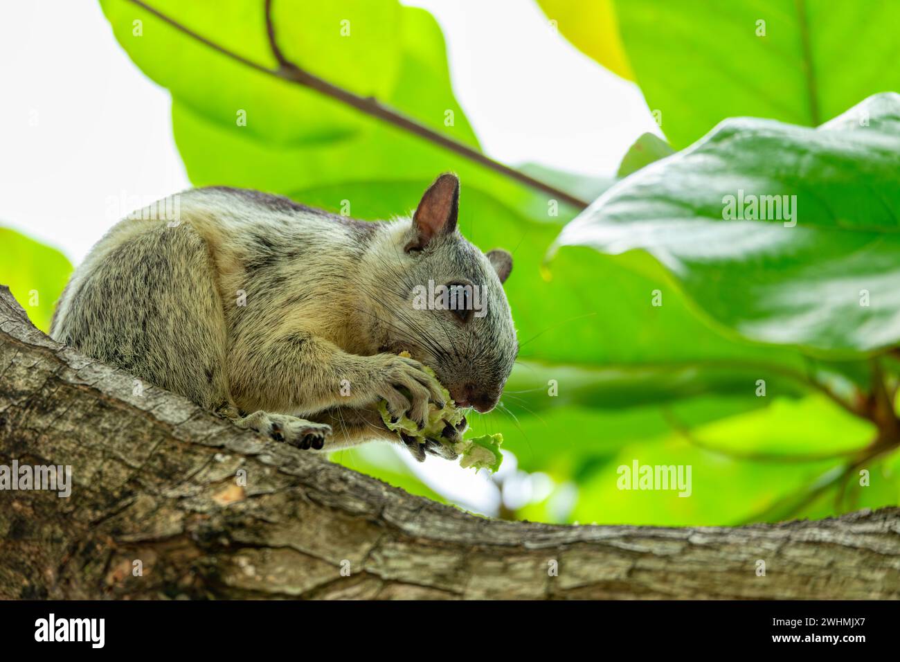 Variegated squirrel, Sciurus variegatoides, Coco, Costa rica wildlife ...