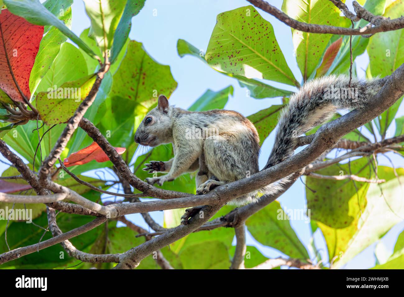 Variegated squirrel, Sciurus variegatoides, Coco, Costa rica wildlife ...