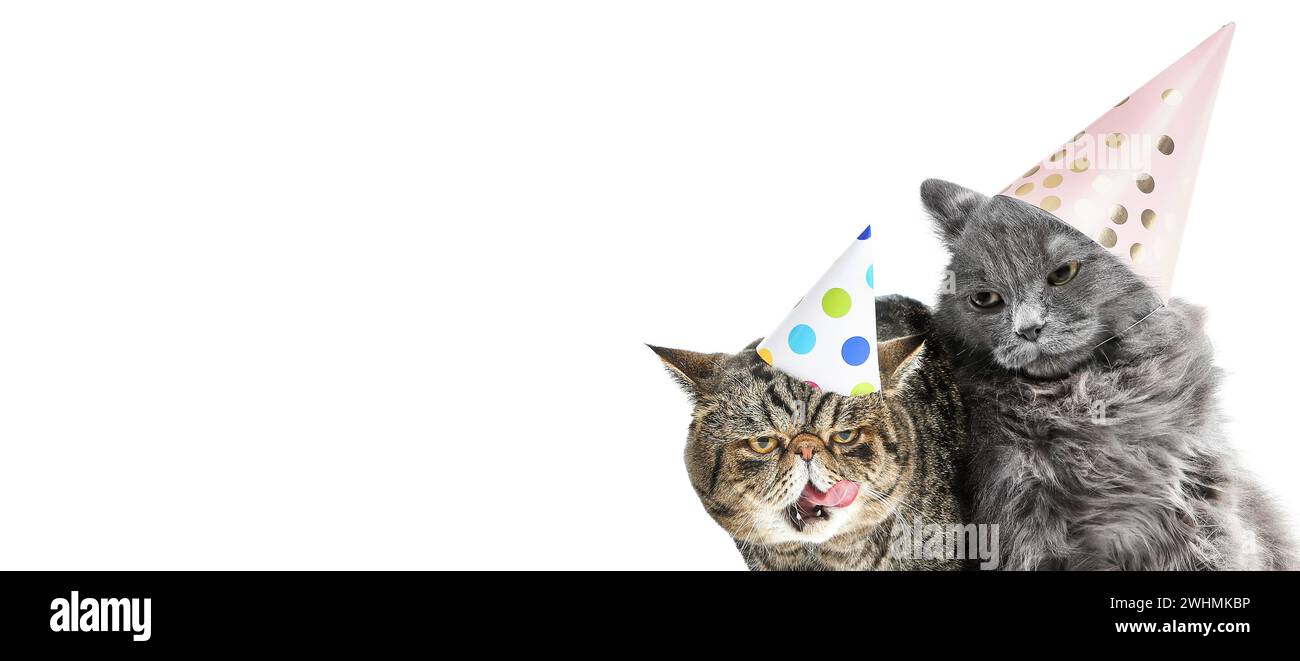Cute funny cats in party cones on white background with space for text ...