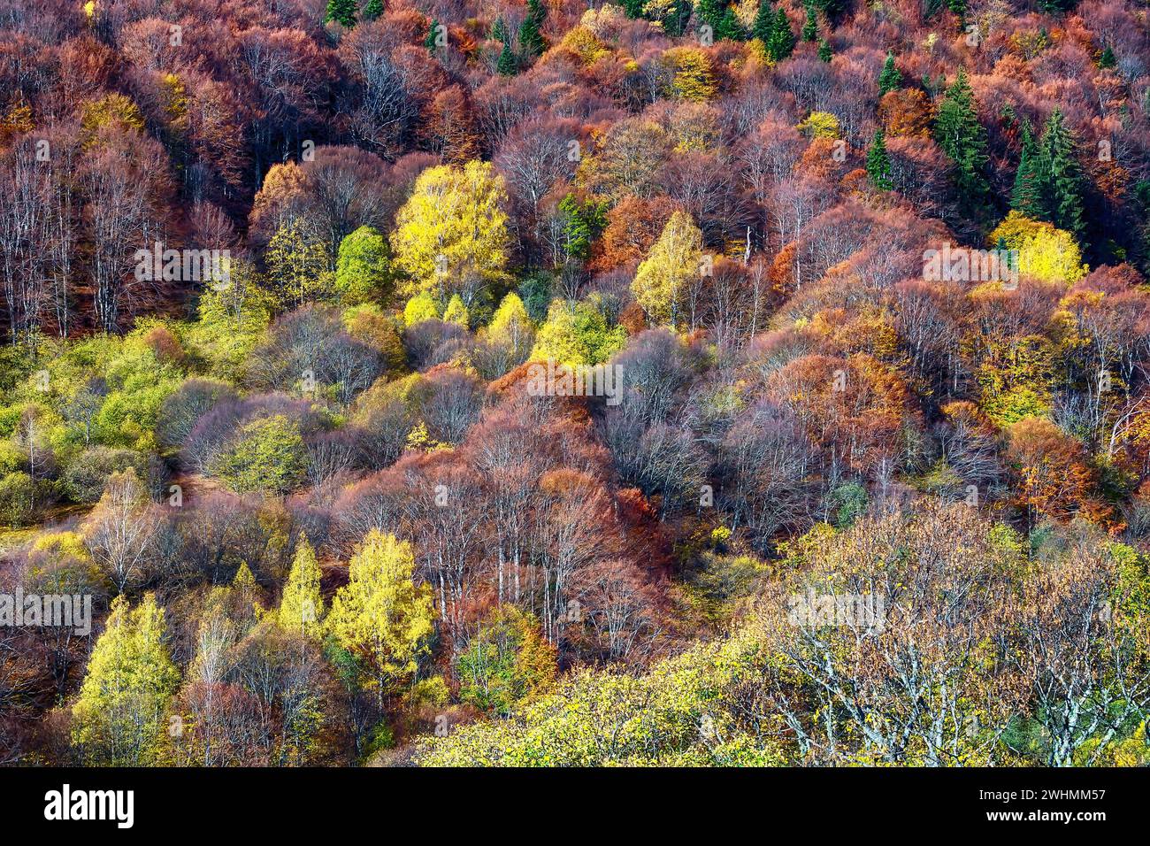 Mountain forest in autumn trees texture background Stock Photo - Alamy