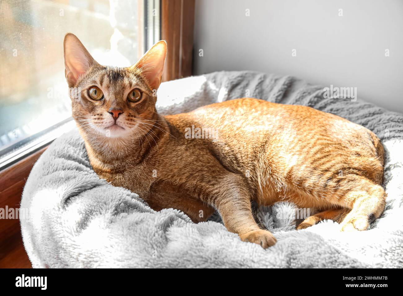 Abyssinian on bed hi-res stock photography and images - Alamy
