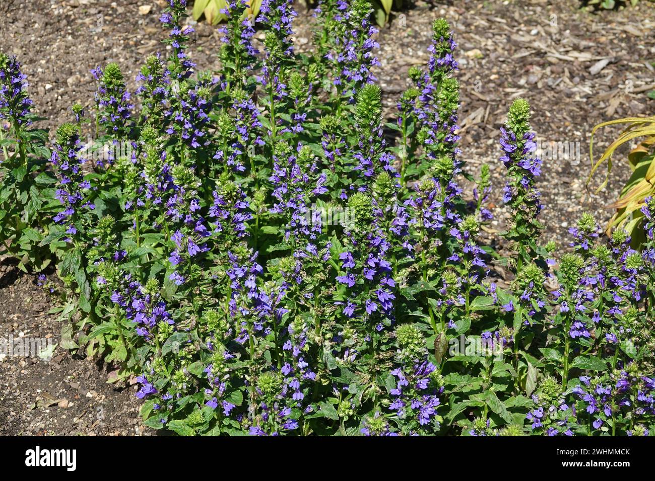 Lobelia siphilitica, Syphilis Lobelia, great blue lobelia Stock Photo ...