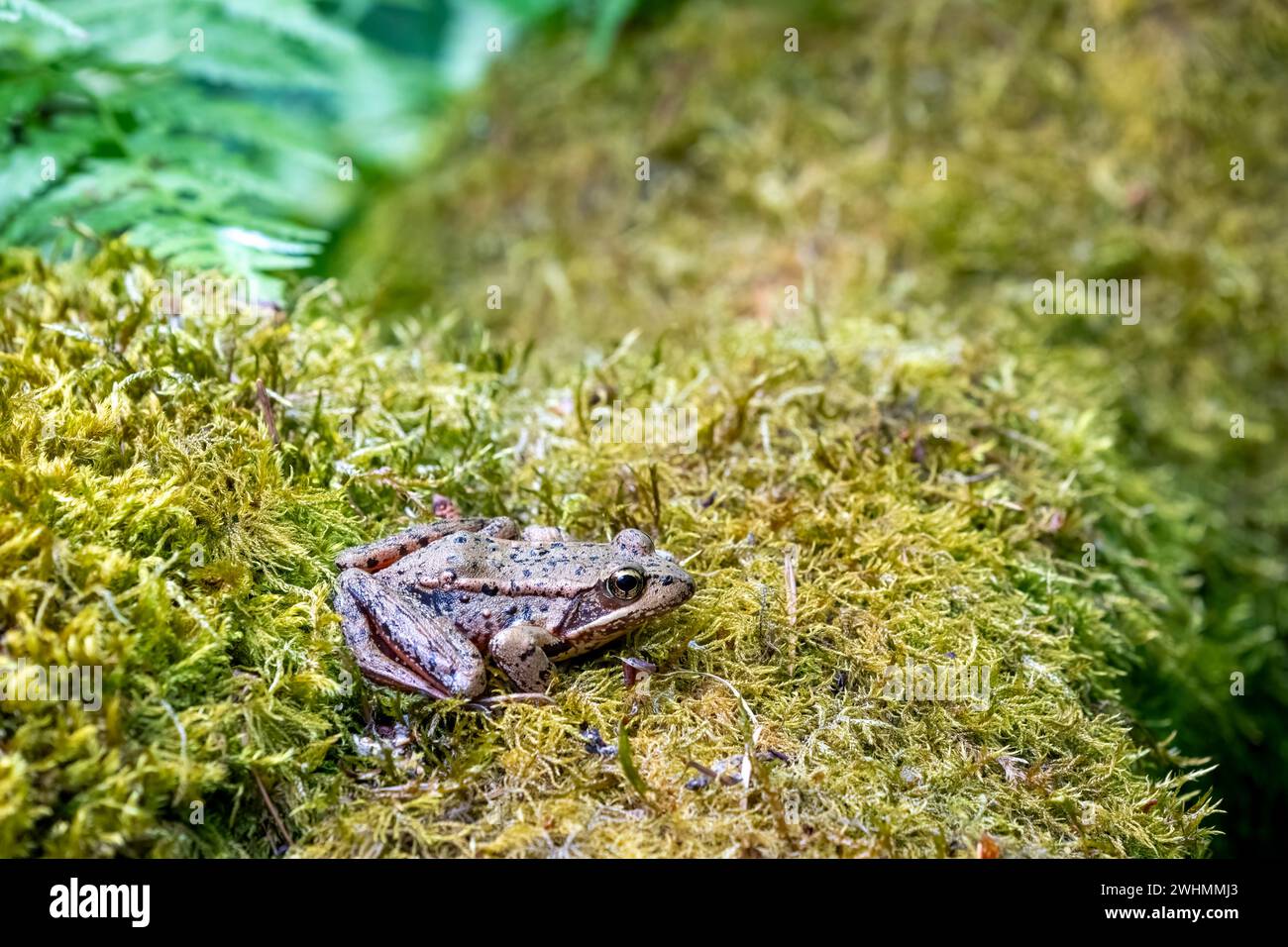 Issaquah, Washington, USA. An adult Pacific Tree Frog sitting on a moss ...