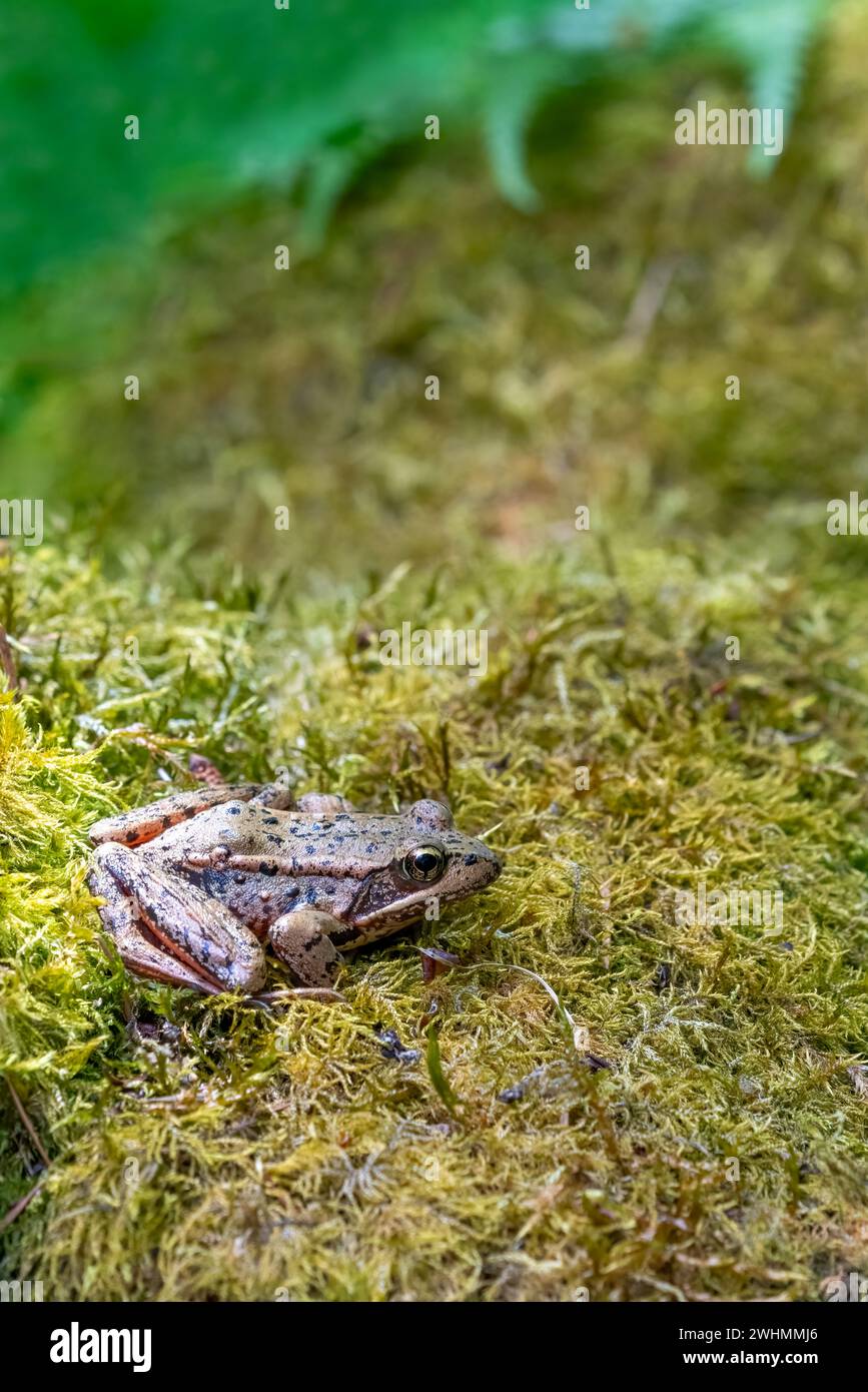Issaquah, Washington, USA. An adult Pacific Tree Frog sitting on a moss ...
