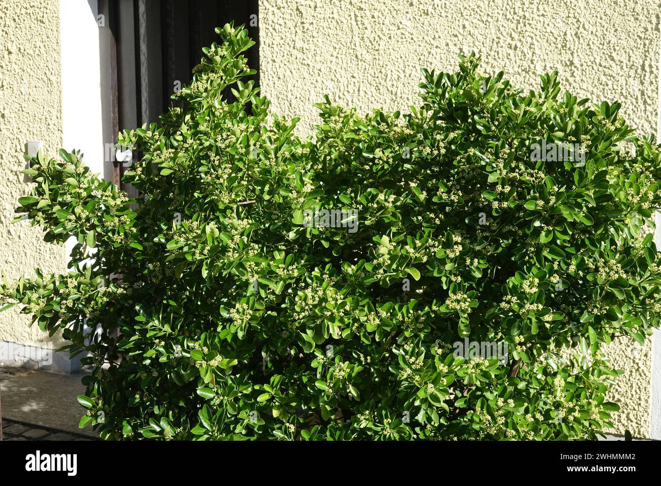Evergreen spindle hi-res stock photography and images - Alamy