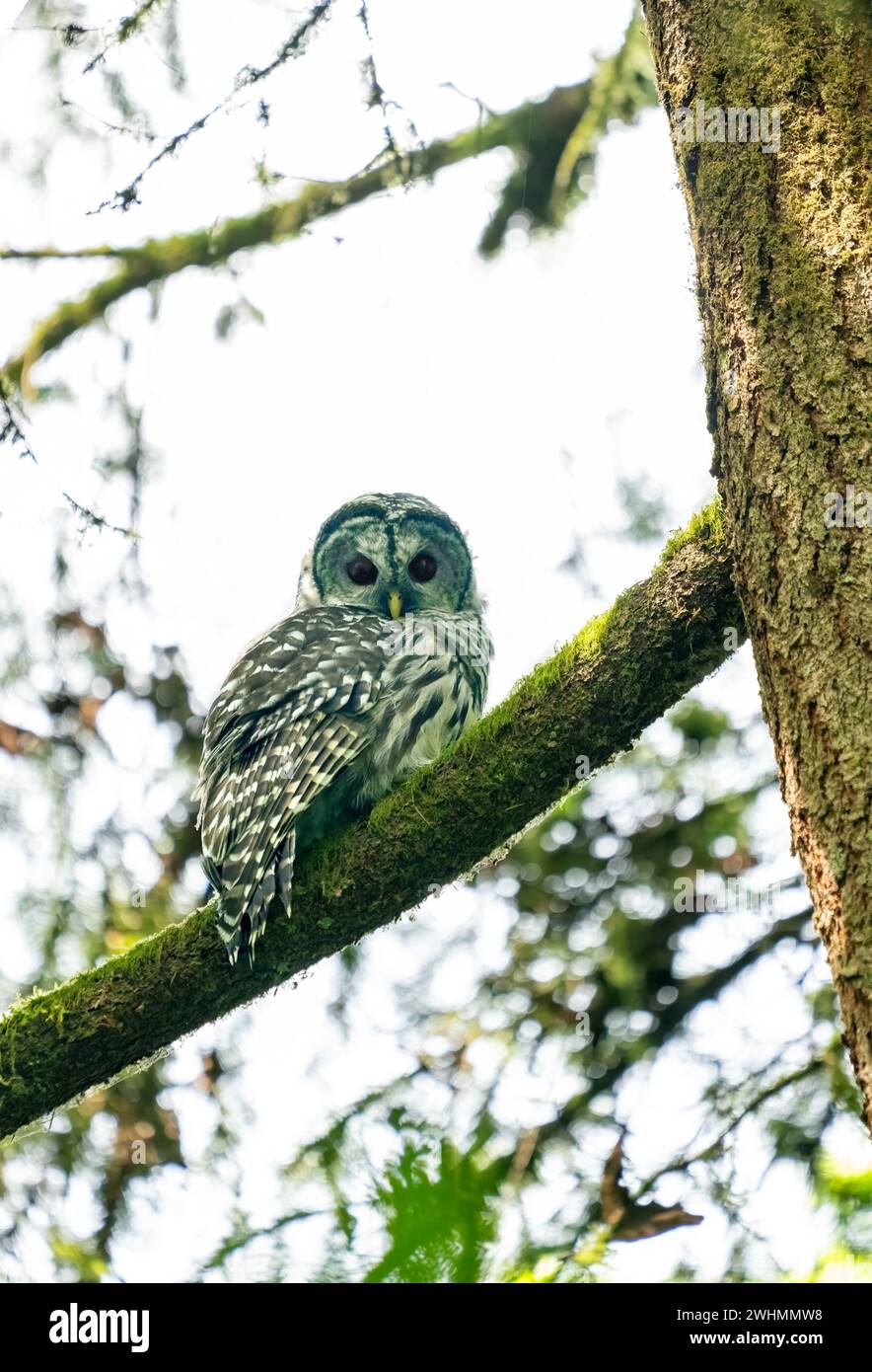 Big leaf maple tree hi-res stock photography and images - Alamy