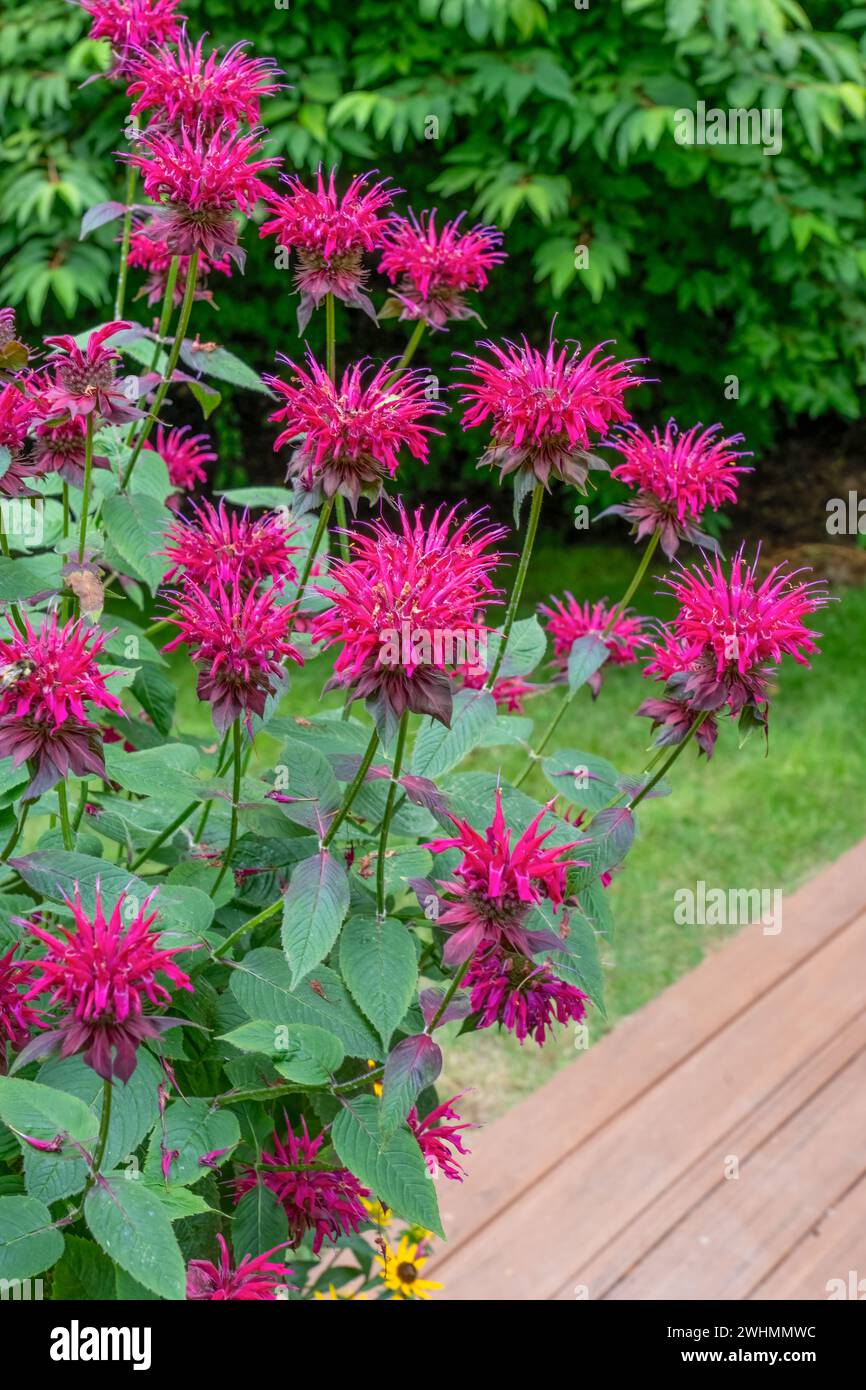 Bee balm container hi-res stock photography and images - Alamy