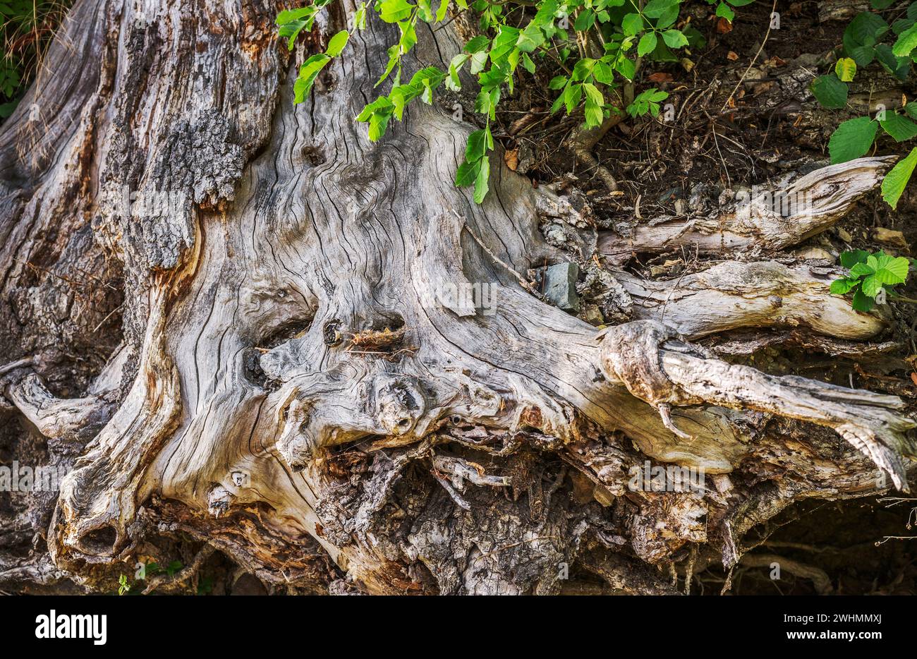Tree root and branches hi-res stock photography and images - Alamy