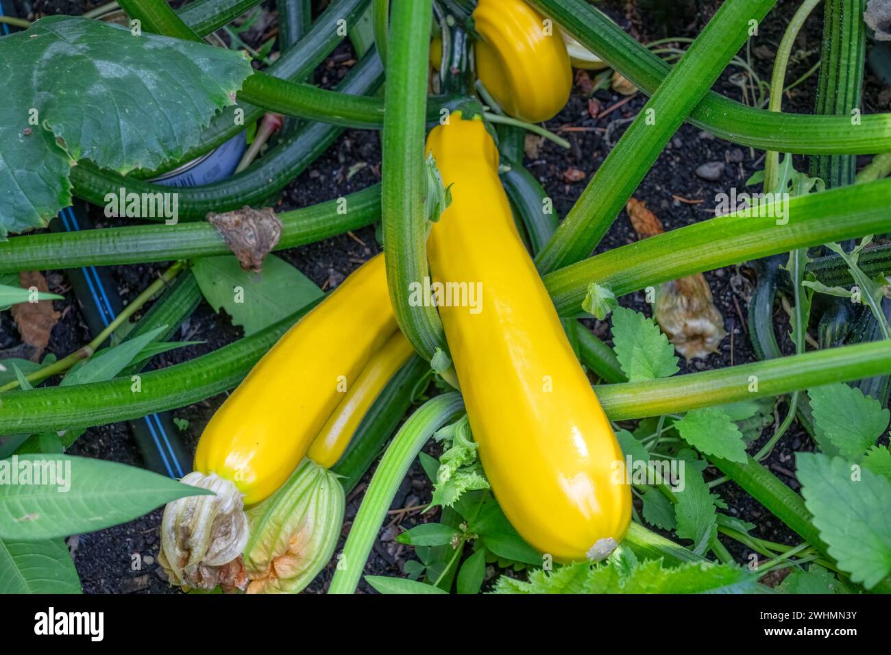 Issaquah, Washington, USA. Straightneck heirloom squash on the vine ...