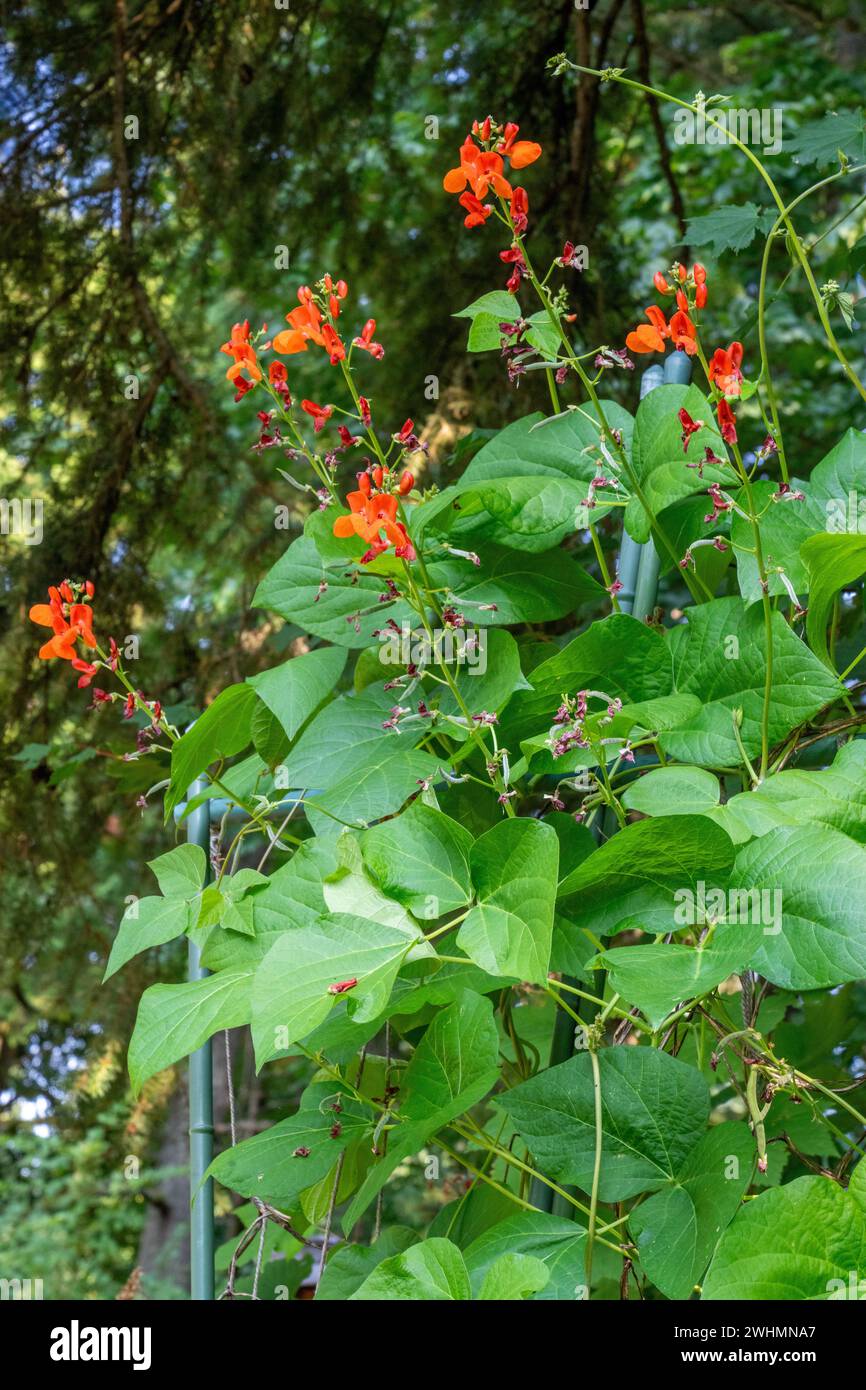 Issaquah, Washington, USA. Scarlet Runner Beans growing on a trellis ...