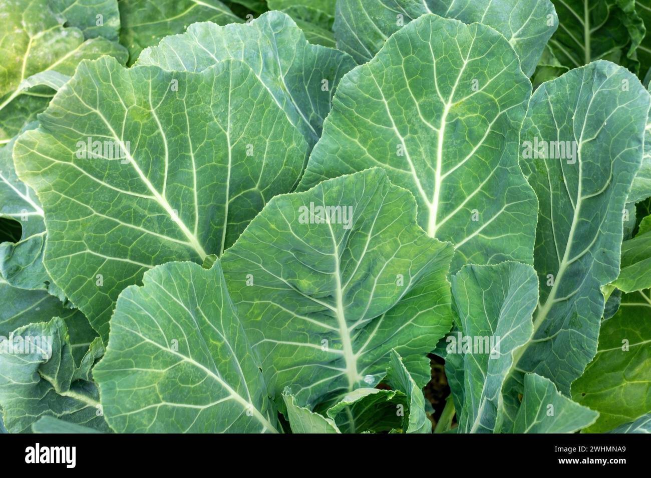 Issaquah, Washington, USA. Cabbage plant Stock Photo - Alamy