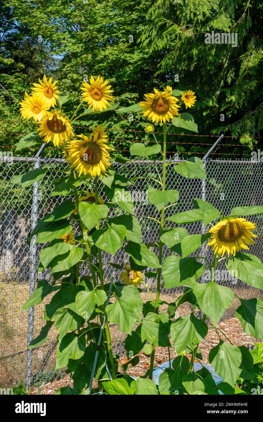Issaquah, Washington, USA. Dwarf sunflowers by a chainlink fence Stock ...