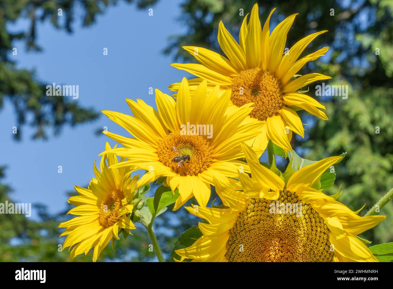 Dwarf sunflowers hi-res stock photography and images - Alamy