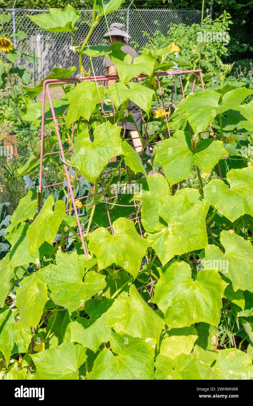Issaquah, Washington, USA. Squash growing up a metal trellis Stock ...