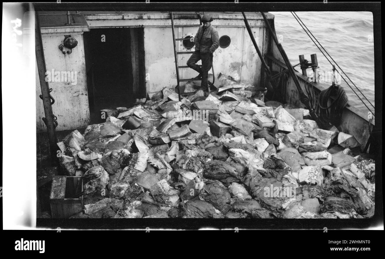 Blocks of whale blubber, Ross Sea, Whaling in the Ross Sea 1924 Stock ...