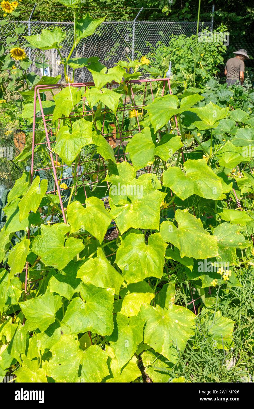Issaquah, Washington, USA. Squash growing up a metal trellis Stock ...