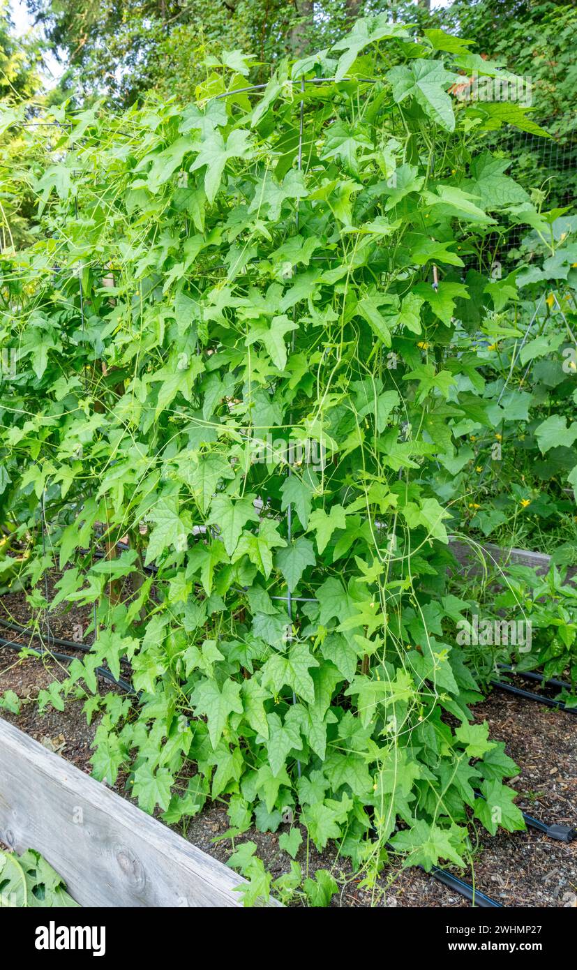 Issaquah, Washington, USA. Tiny cucamelon growing on the vine Stock ...