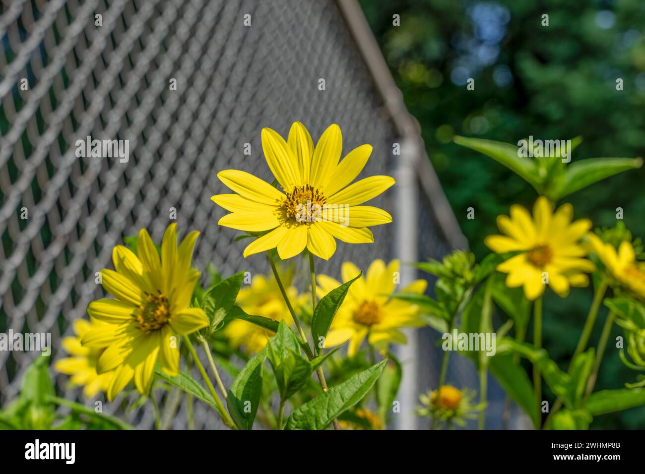 Issaquah, Washington, USA. Giant Sunflower (Helianthus giganteus ...