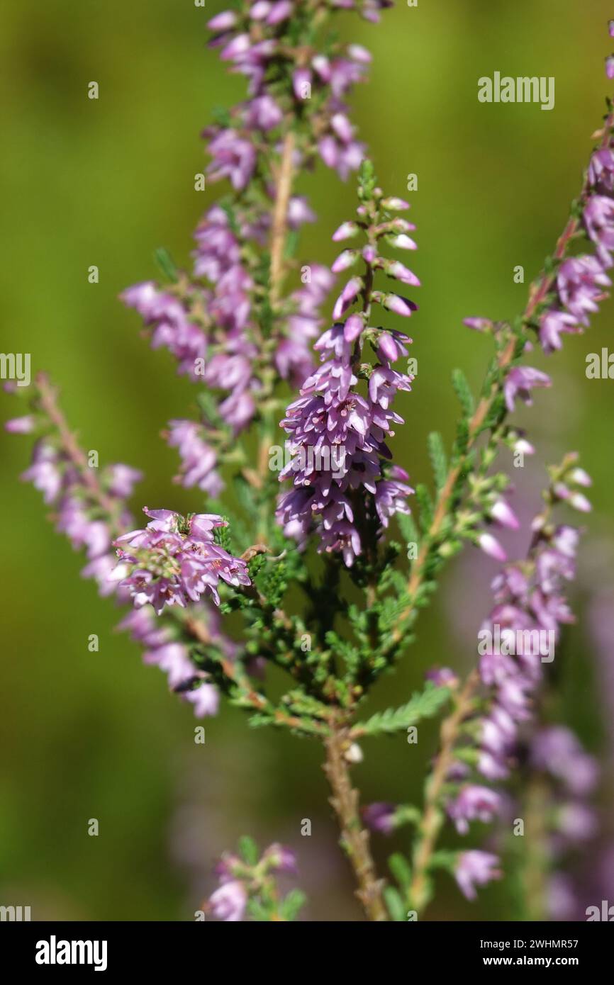 Common heather flowers calluna vulgaris hi-res stock photography and ...