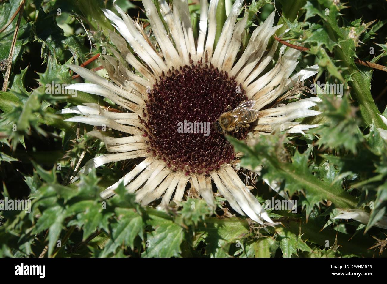 Silver thisle hi-res stock photography and images - Alamy
