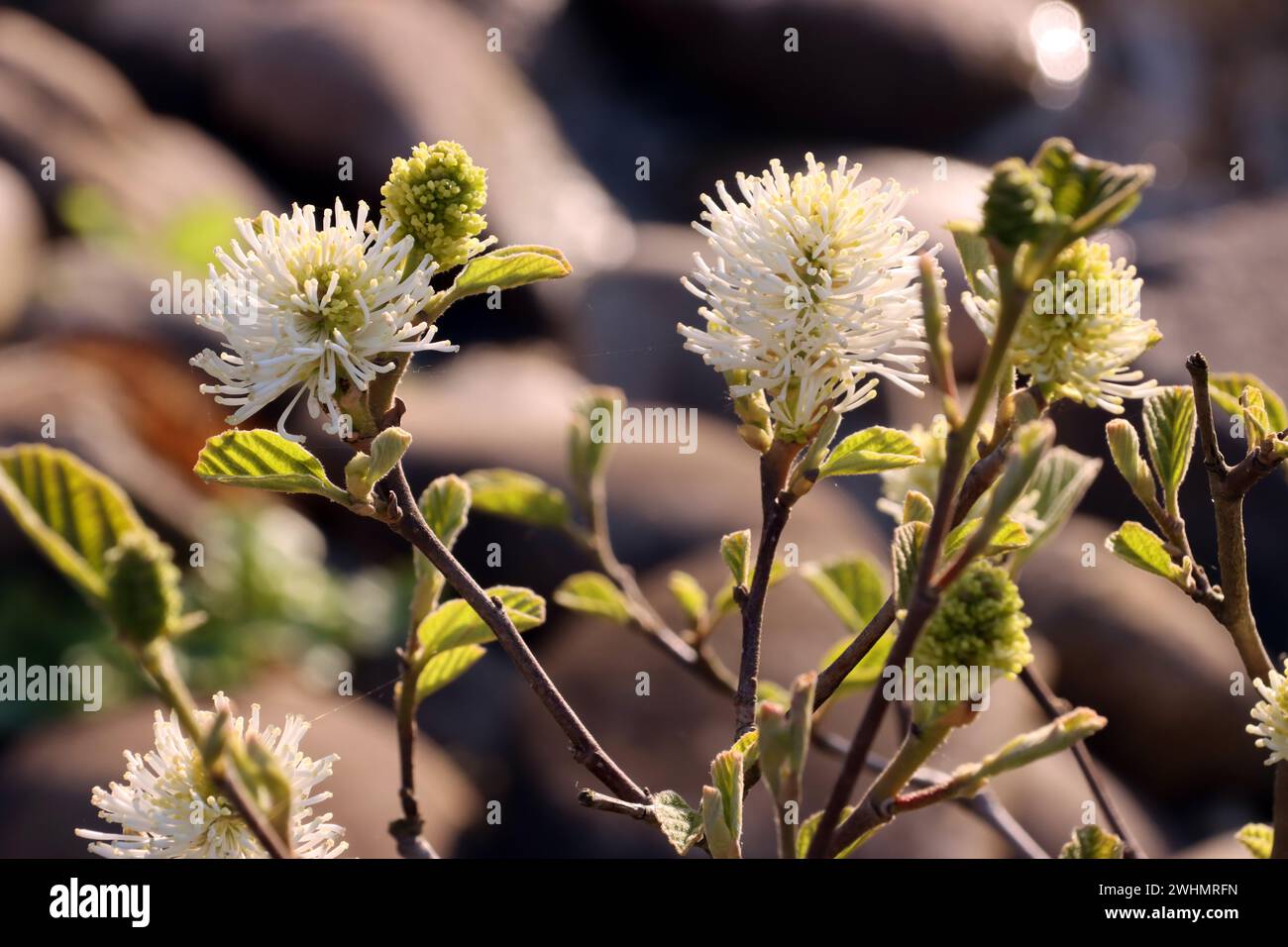 Large feather bush (Fothergilla major) - flowering shrub Stock Photo ...