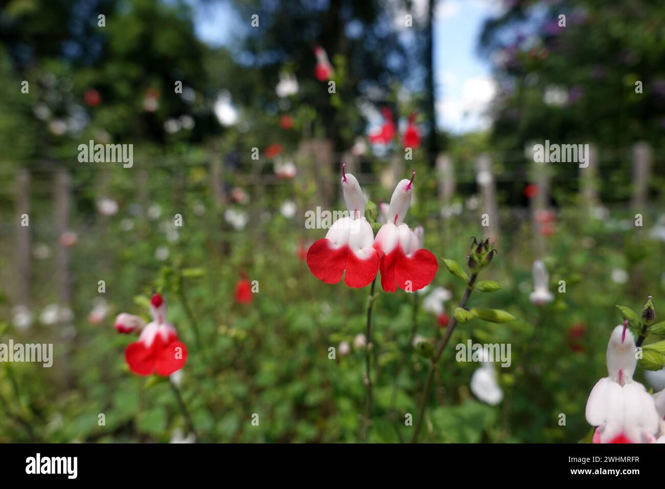 Blackcurrant sage (Salvia microphylla), also known as myrtle sage, Hot ...
