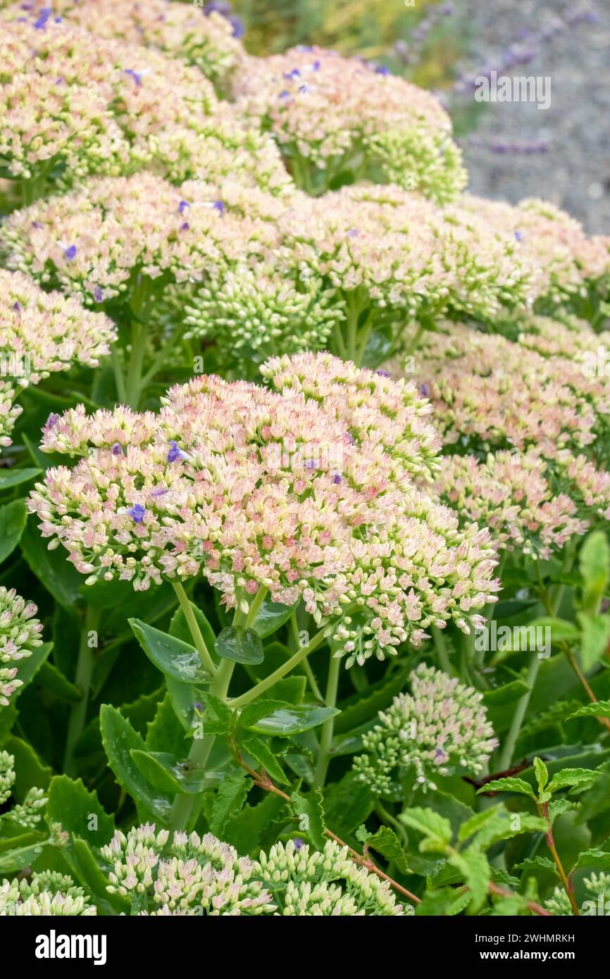 Bellevue, Washington, USA. Sedum Autumn Joy in bloom Stock Photo - Alamy