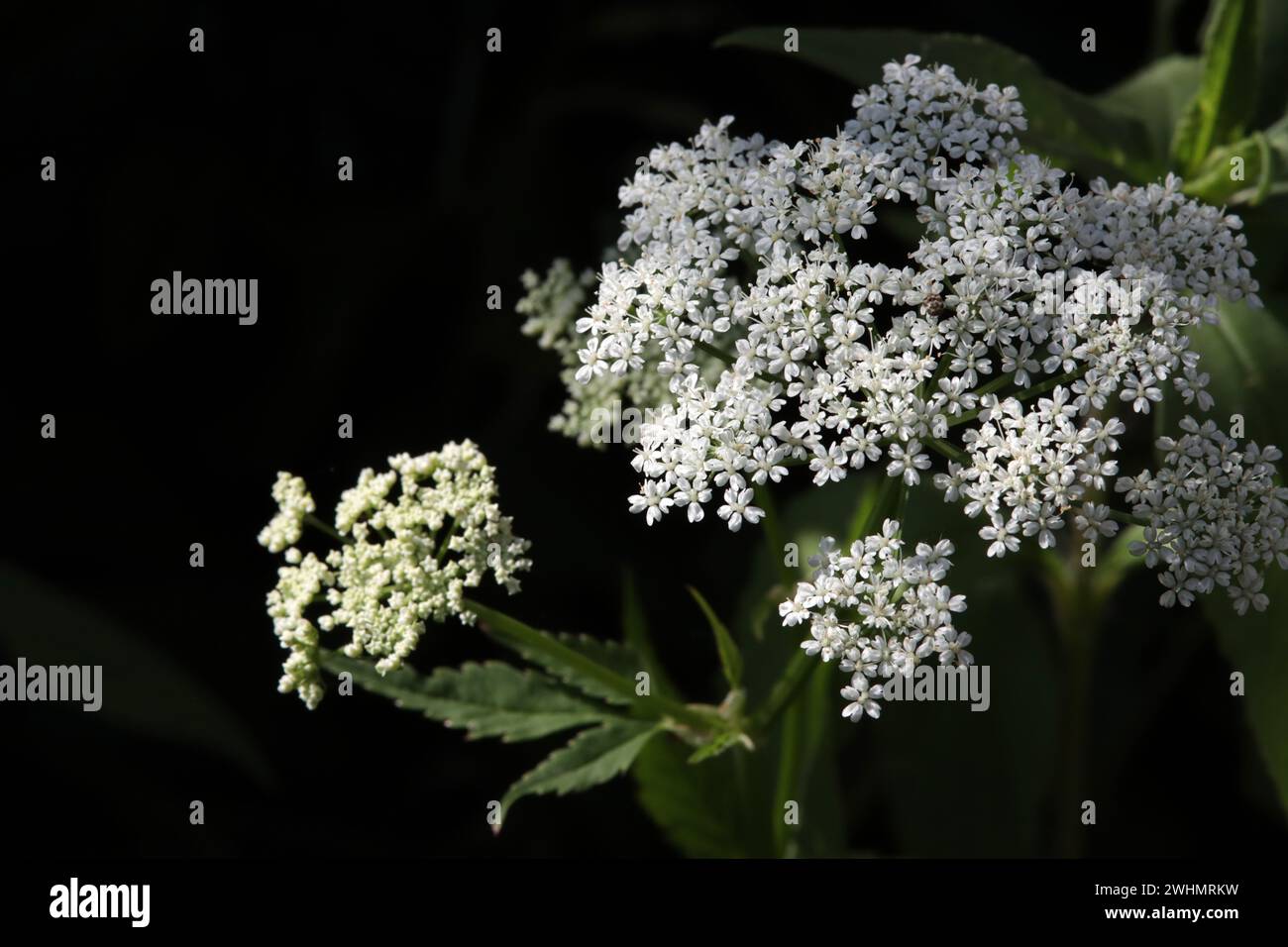 Common ground elder aegopodium podagraria flower umbel hi-res stock ...