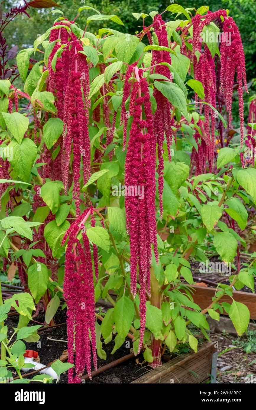 Amaranth plant hi-res stock photography and images - Alamy