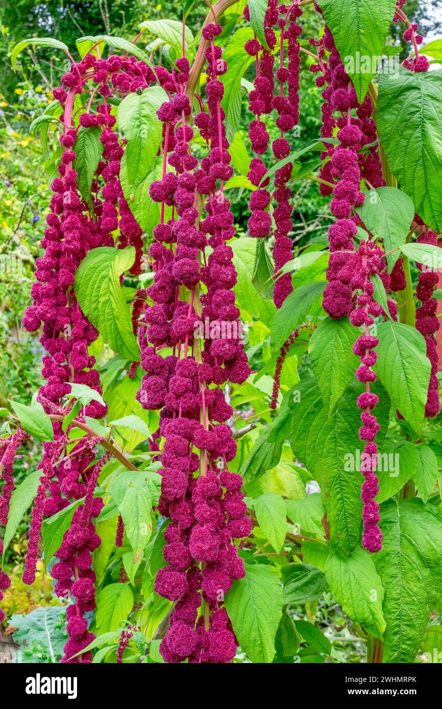 Amaranth plant hi-res stock photography and images - Alamy