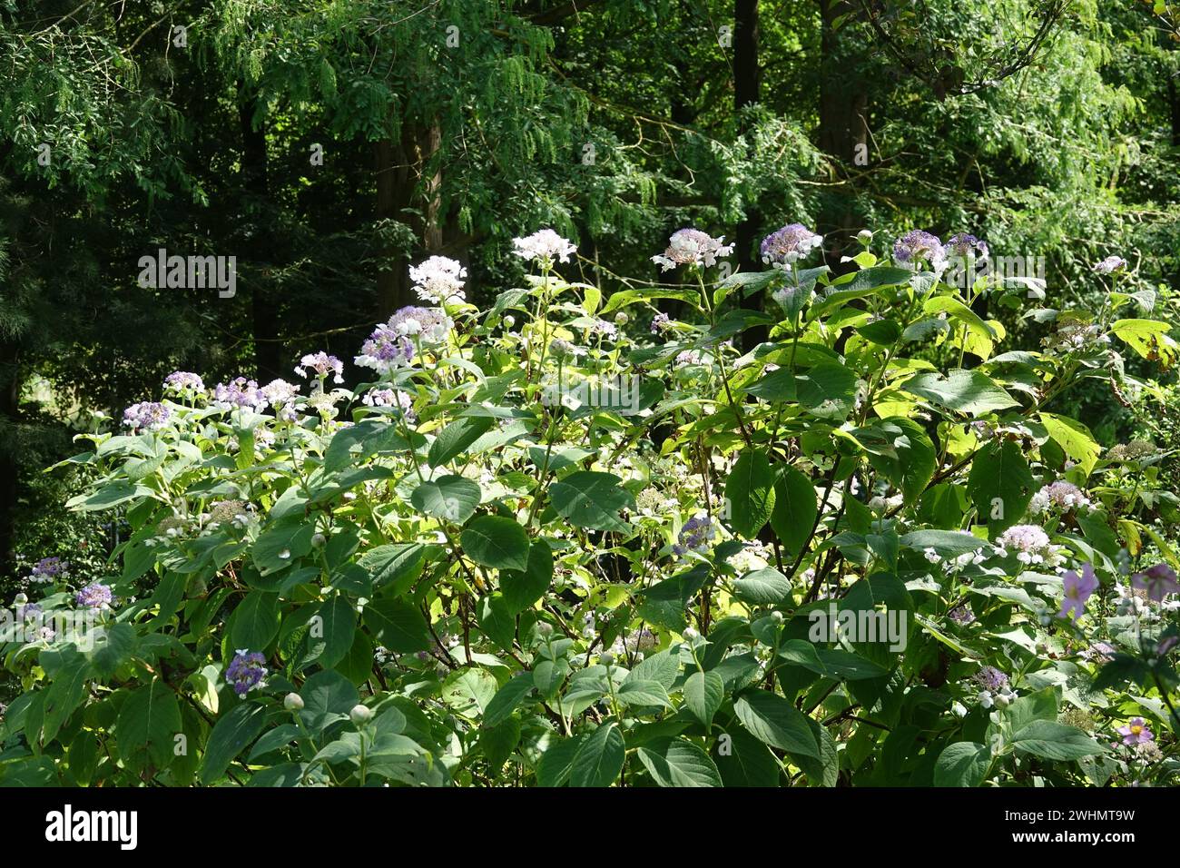 Hydrangea involucrata, Japanese hydrangea Stock Photo - Alamy
