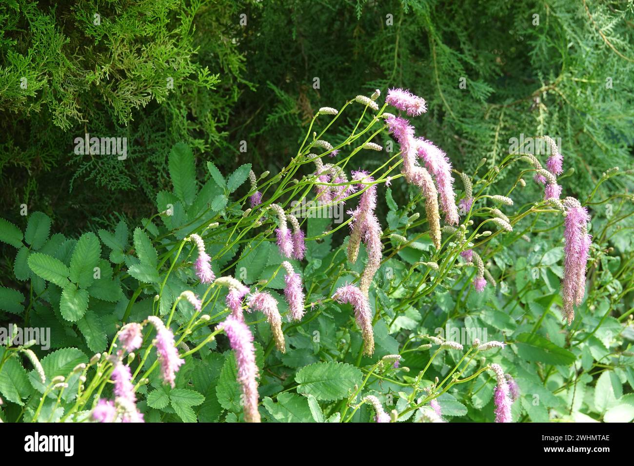 Sanguisorba obtusa, Japanese burnet Stock Photo - Alamy
