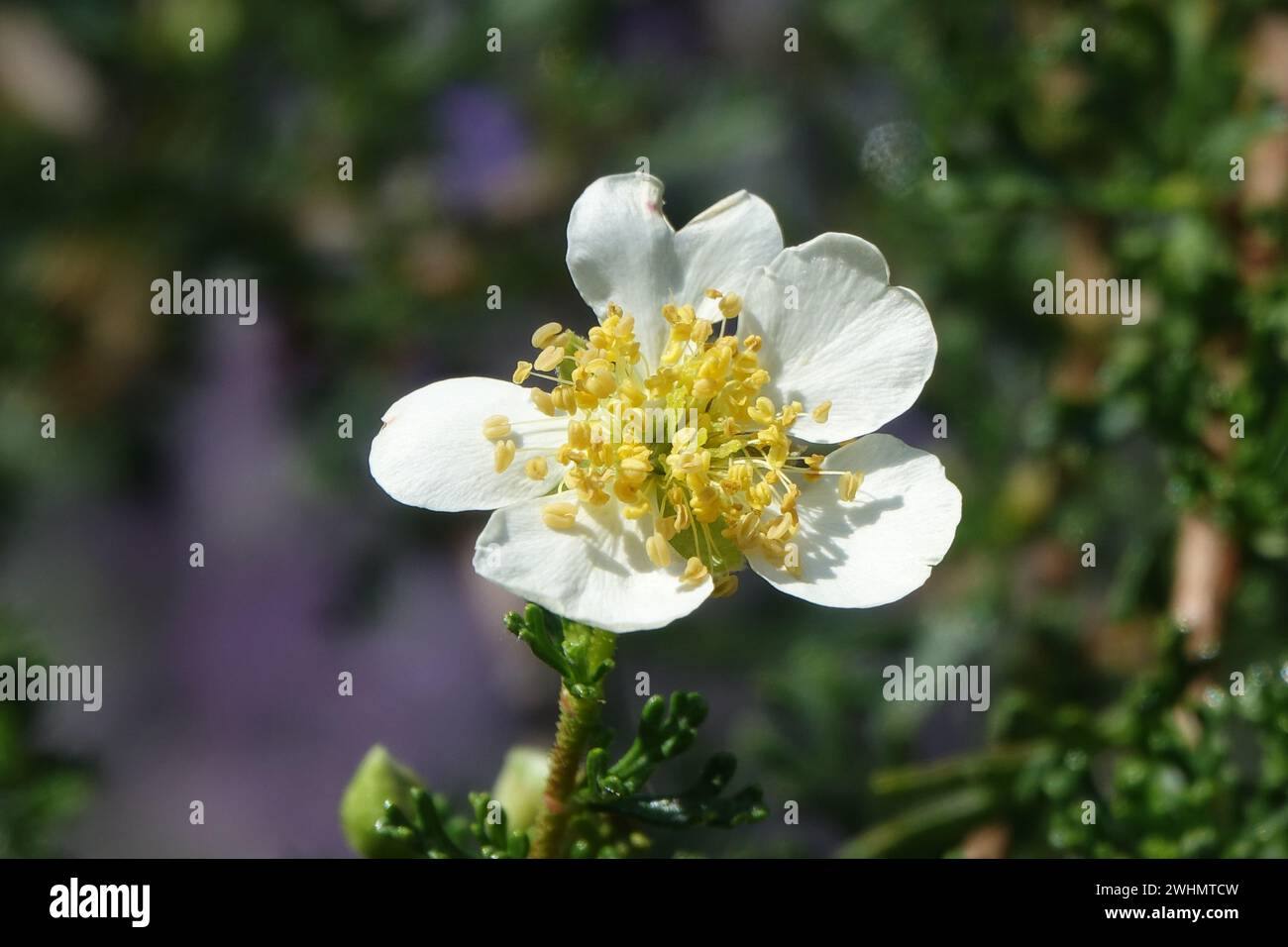 Kliffrosen hi-res stock photography and images - Alamy