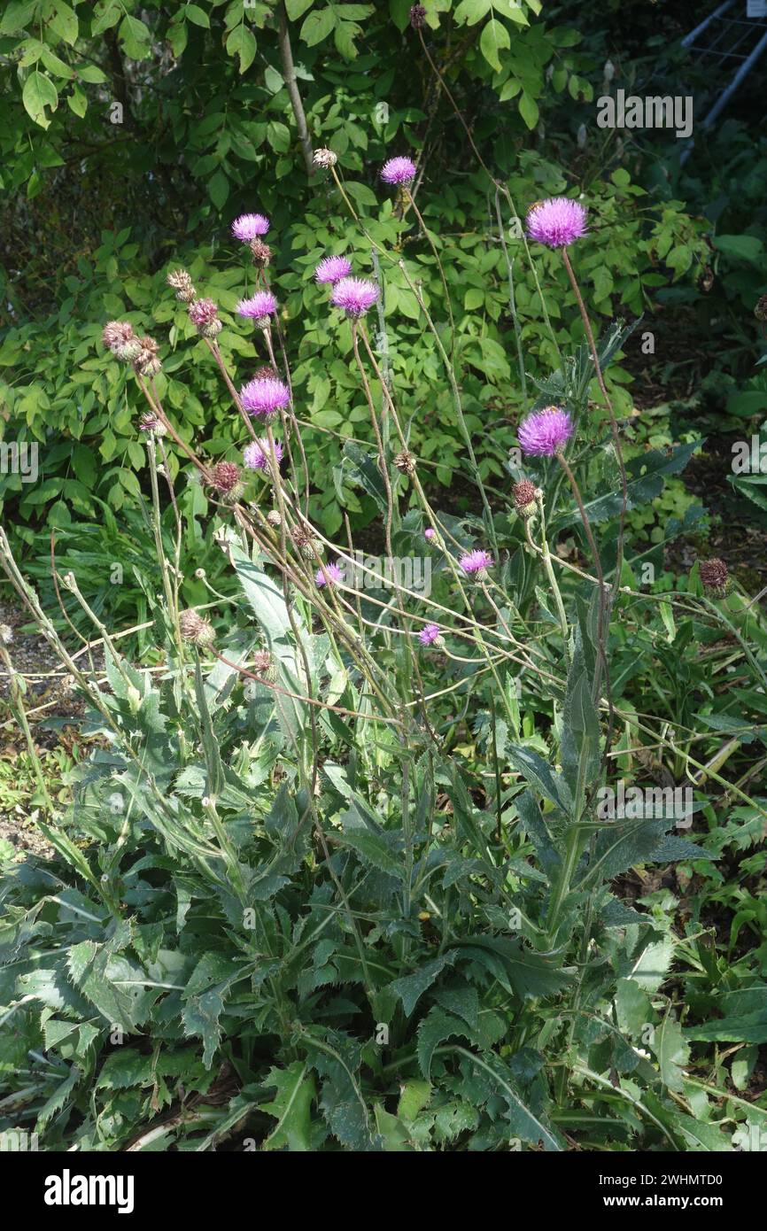 Cirsium canum, Queen Annes thistle Stock Photo - Alamy