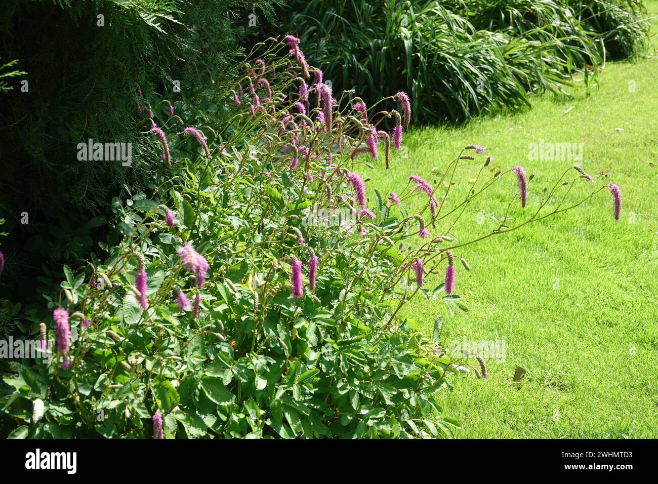 Japanese squirrel hi-res stock photography and images - Alamy